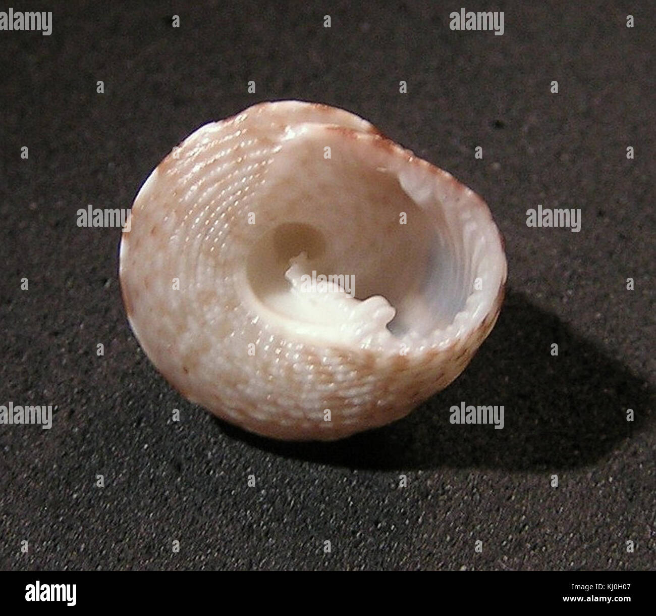 Clanculus High Resolution Stock Photography and Images - Alamy
