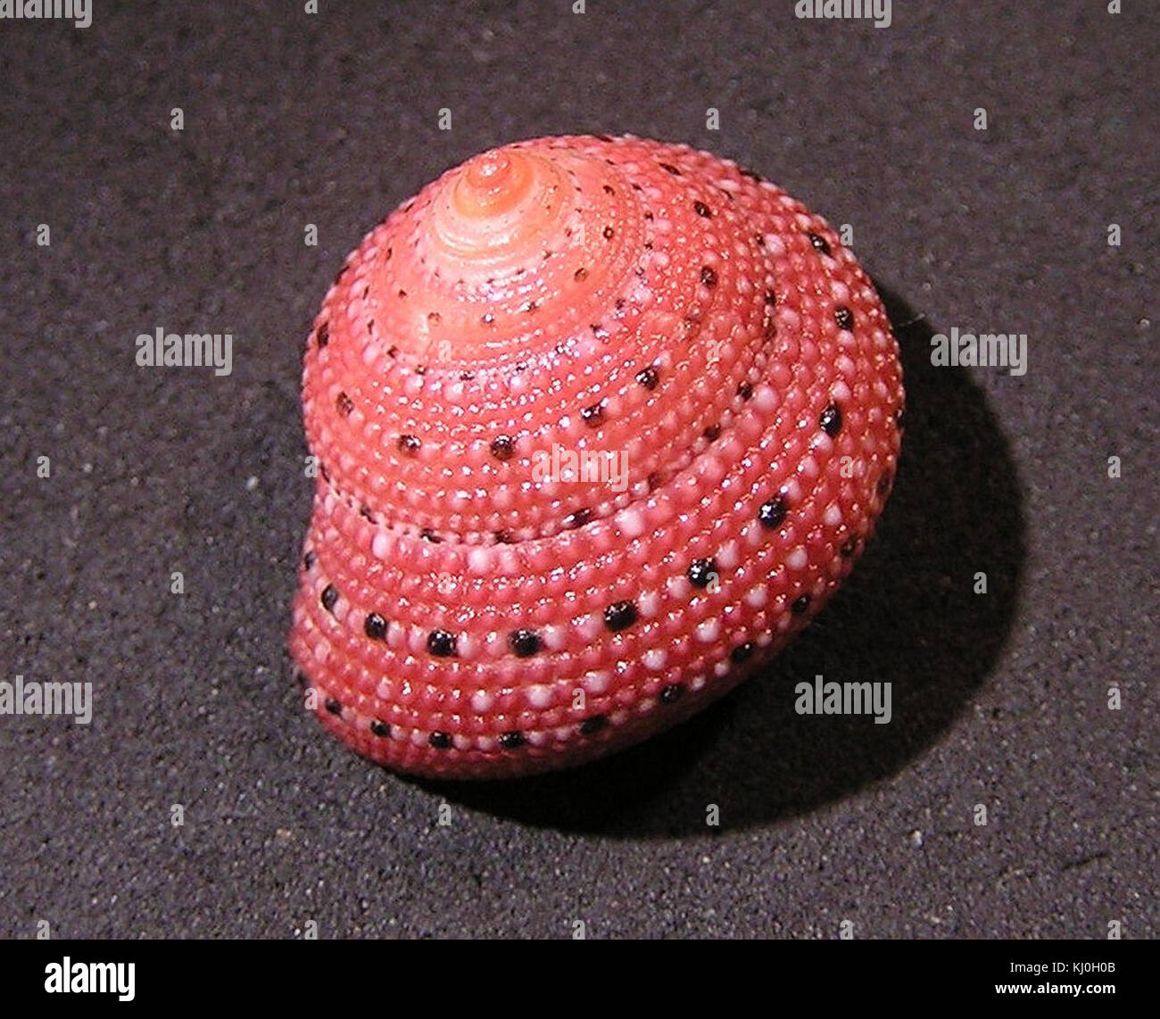 Clanculus buijsei 001 Stock Photo - Alamy