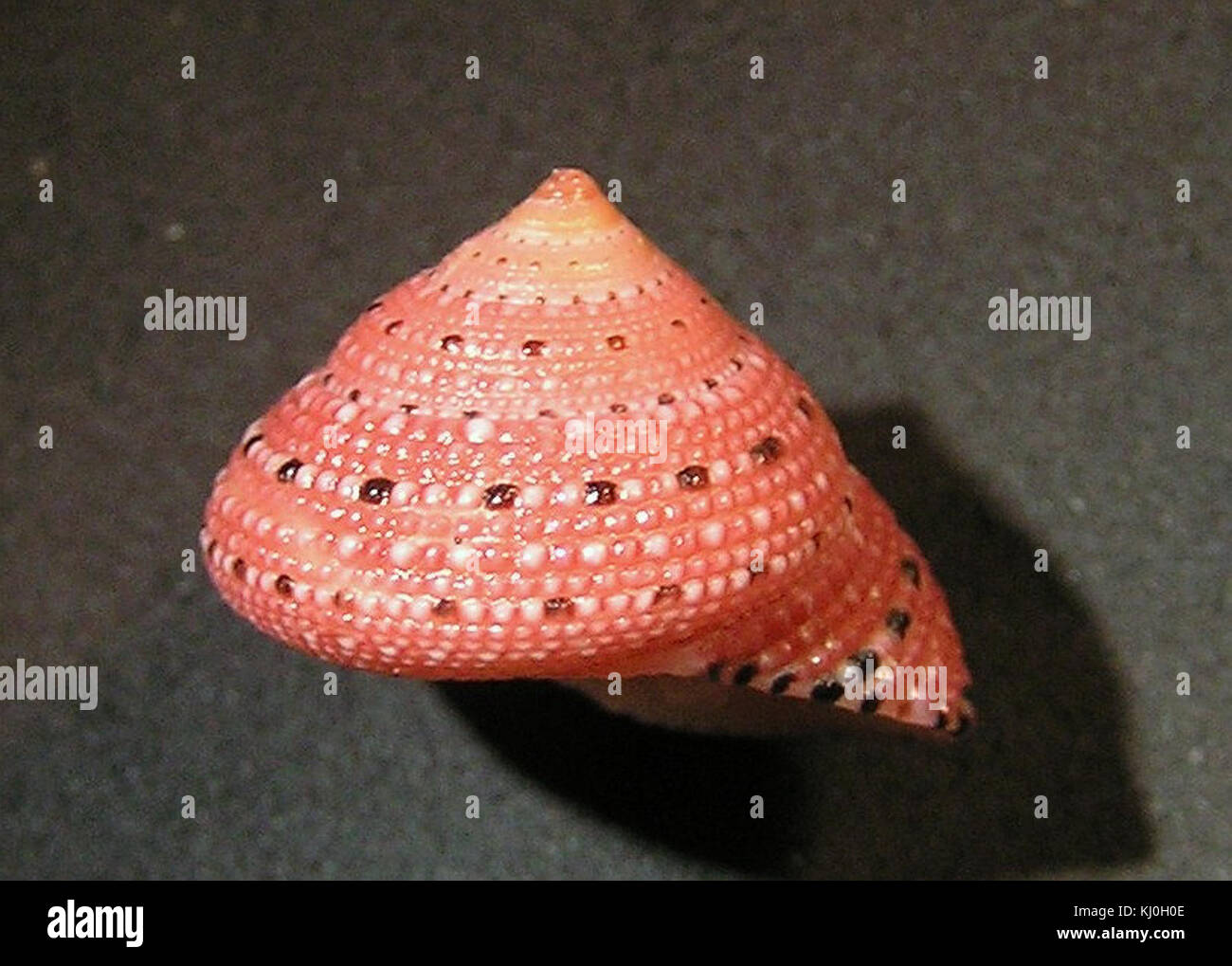 Clanculus buijsei 003 Stock Photo - Alamy