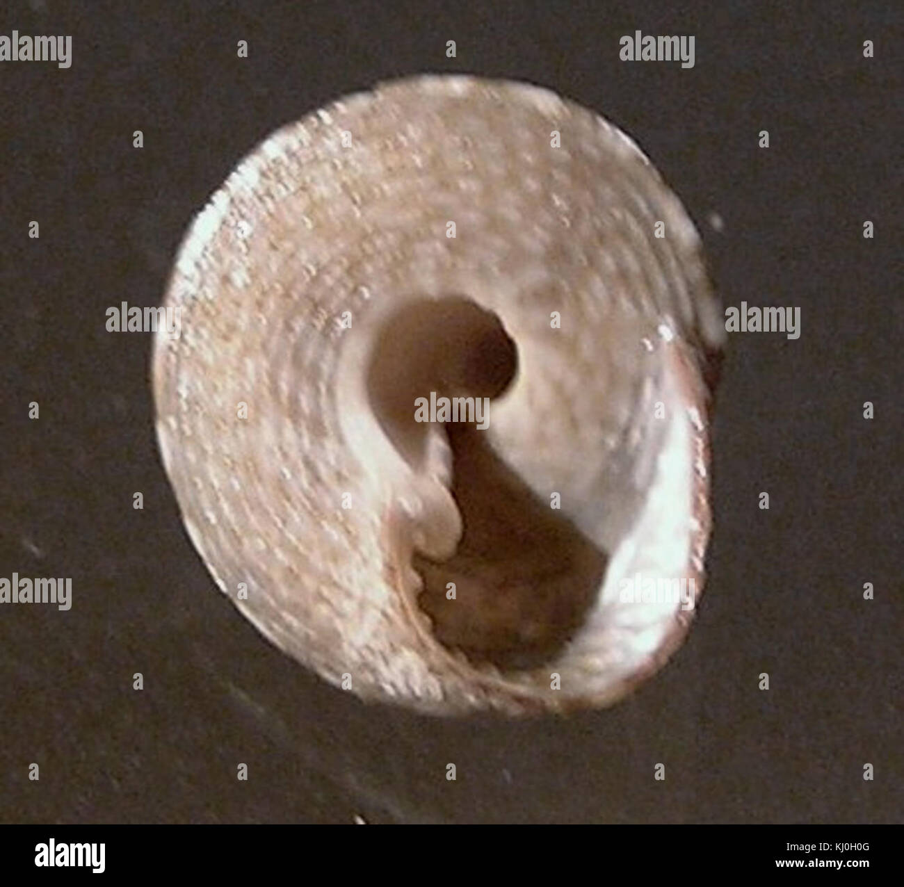 Clanculus clangulus 002 Stock Photo - Alamy