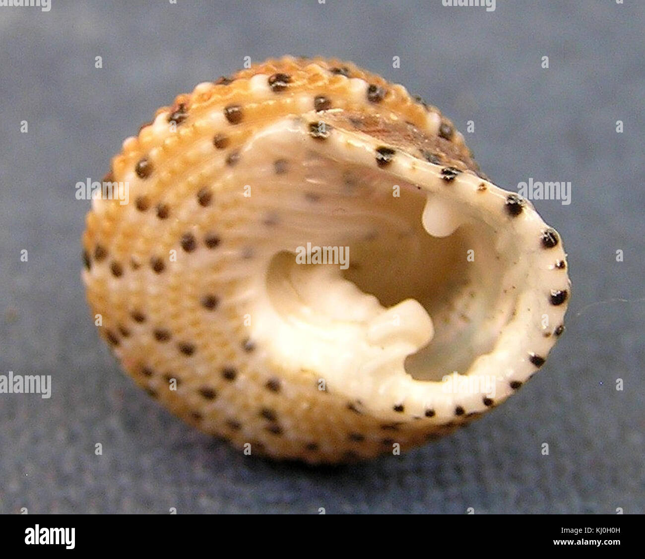 Clanculus High Resolution Stock Photography and Images - Alamy