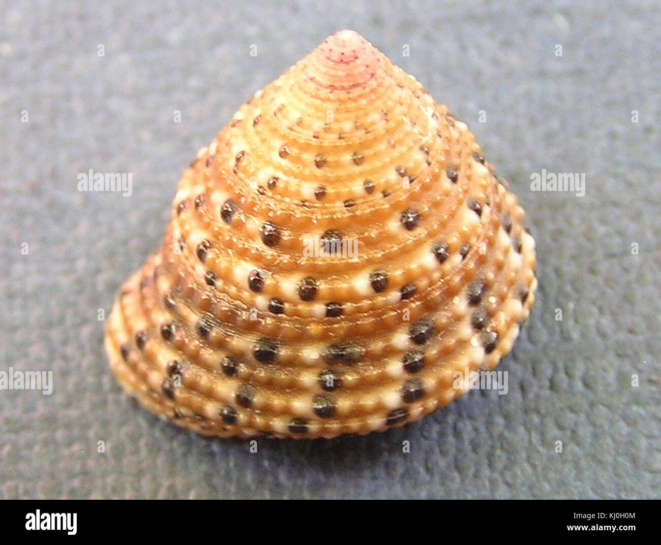 Clanculus comarilis 002 Stock Photo - Alamy