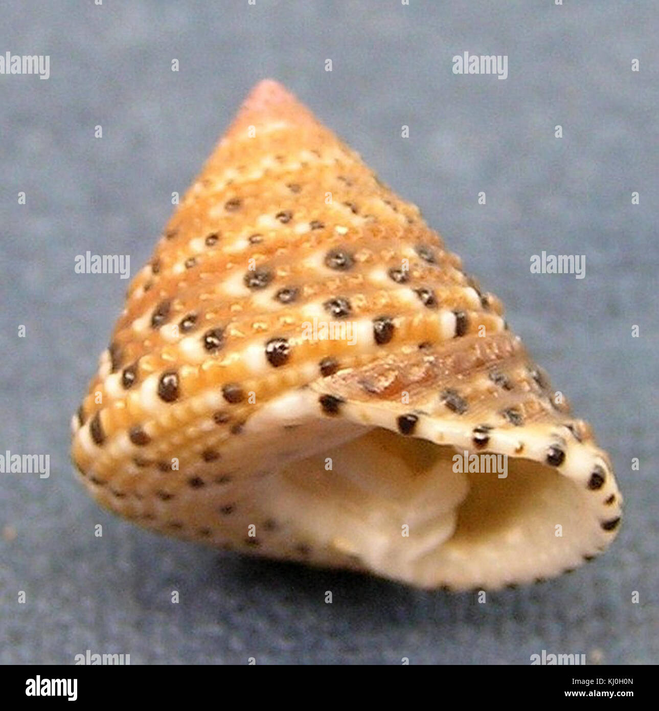 Clanculus comarilis 003 Stock Photo - Alamy