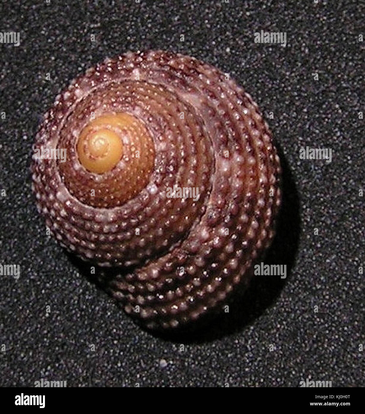 Clanculus maxillatus 002 Stock Photo - Alamy