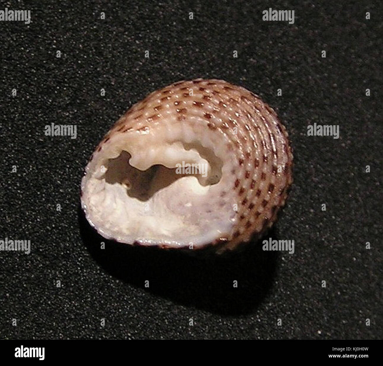 Clanculus maxillatus 003 Stock Photo - Alamy