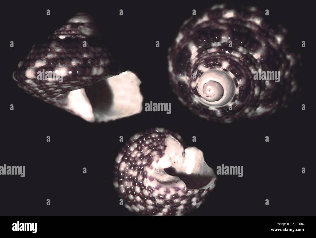 Clanculus philippii 001 Stock Photo - Alamy