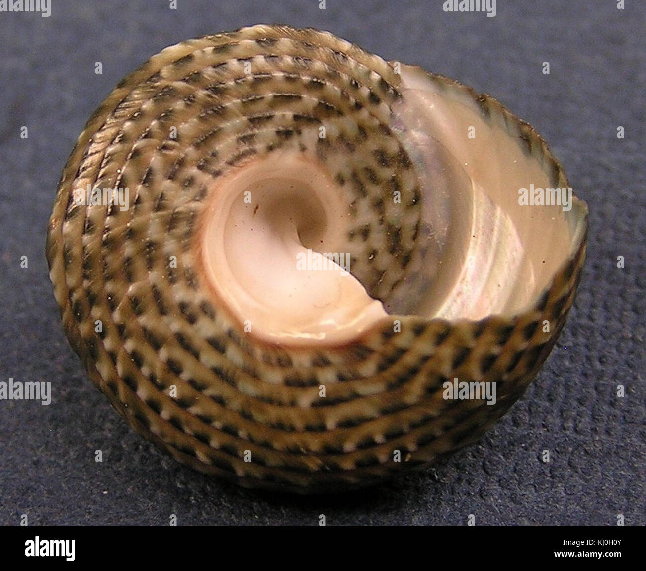 Clanculus hi-res stock photography and images - Alamy