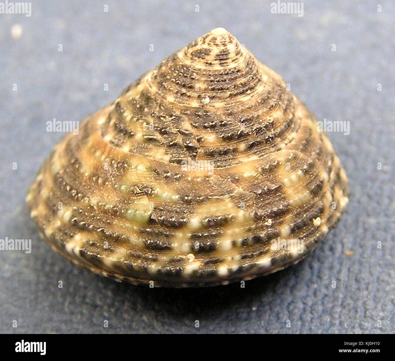 Clanculus villanus 002 Stock Photo - Alamy
