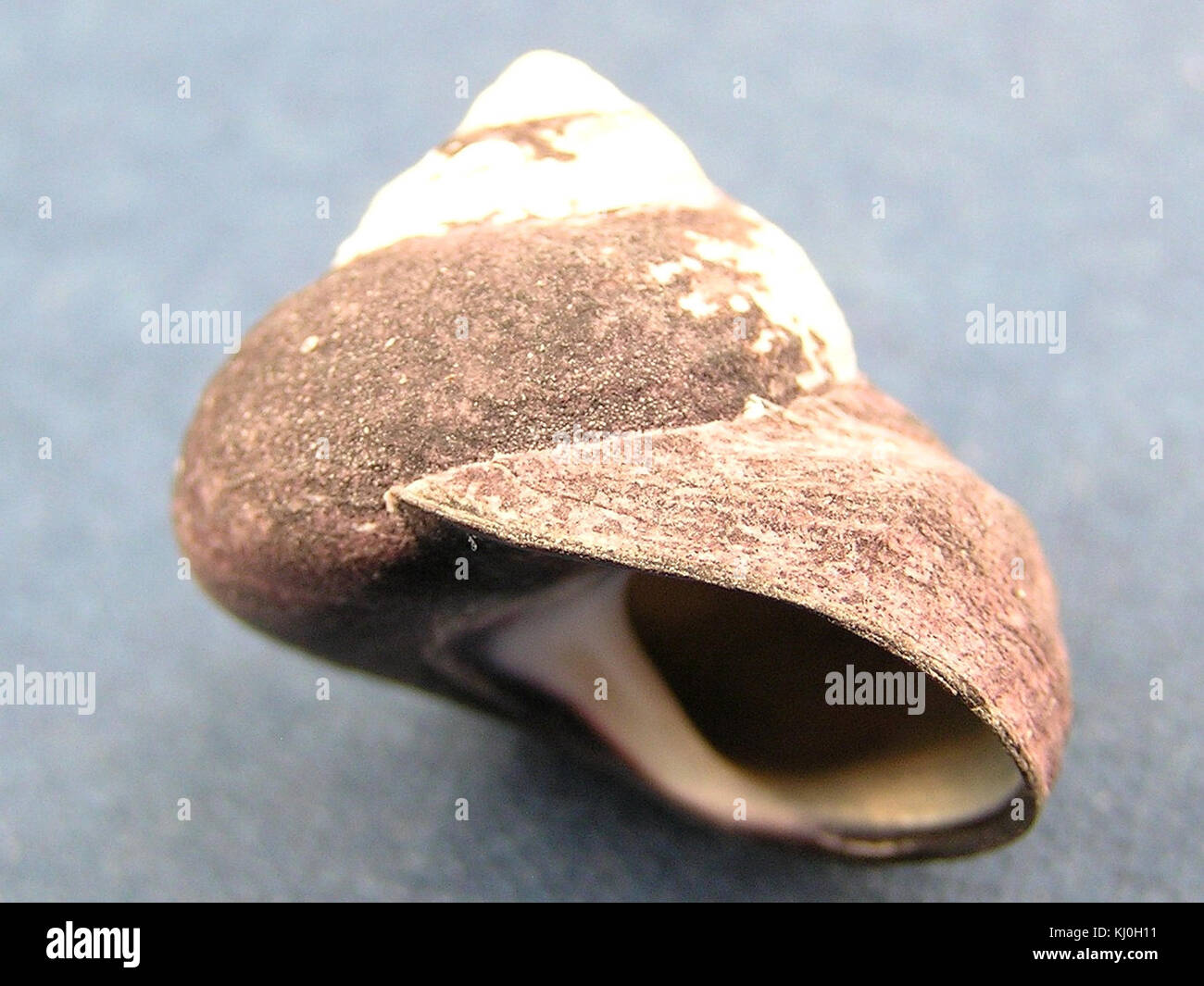 The image presents Oxystele tigrina, a species of marine snail. This ...