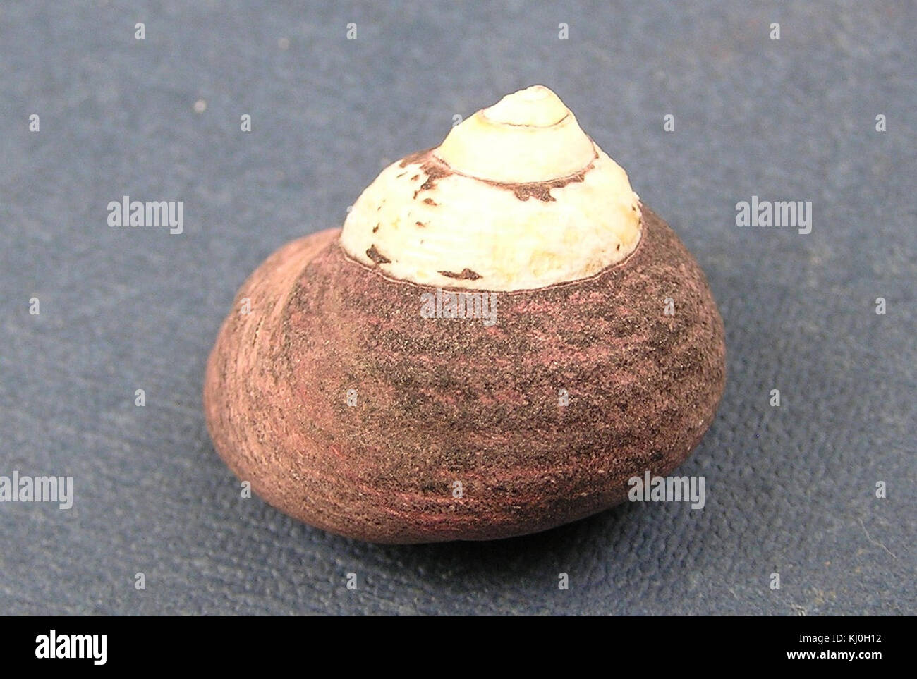 Oxystele tigrina 002 Stock Photo - Alamy