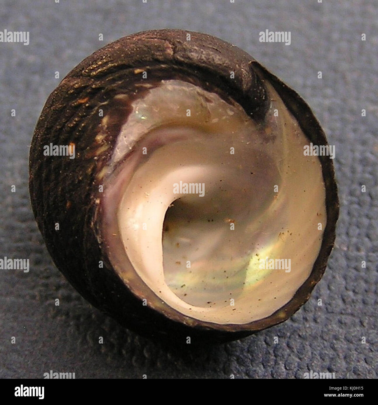 Diloma zelandica hi-res stock photography and images - Alamy