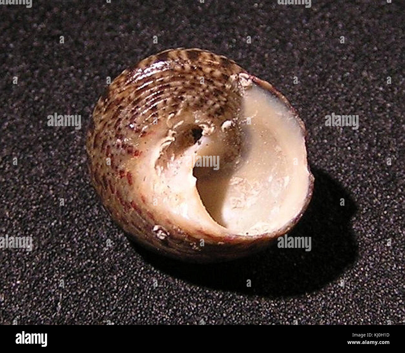 Gibbula spurca 003 Stock Photo - Alamy