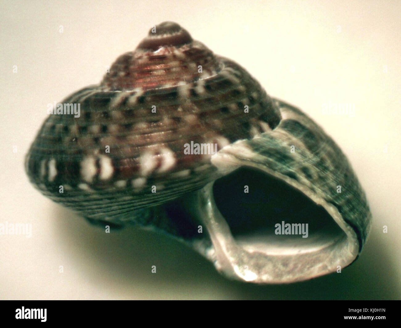 Gibbula umbilicaris 001 Stock Photo - Alamy