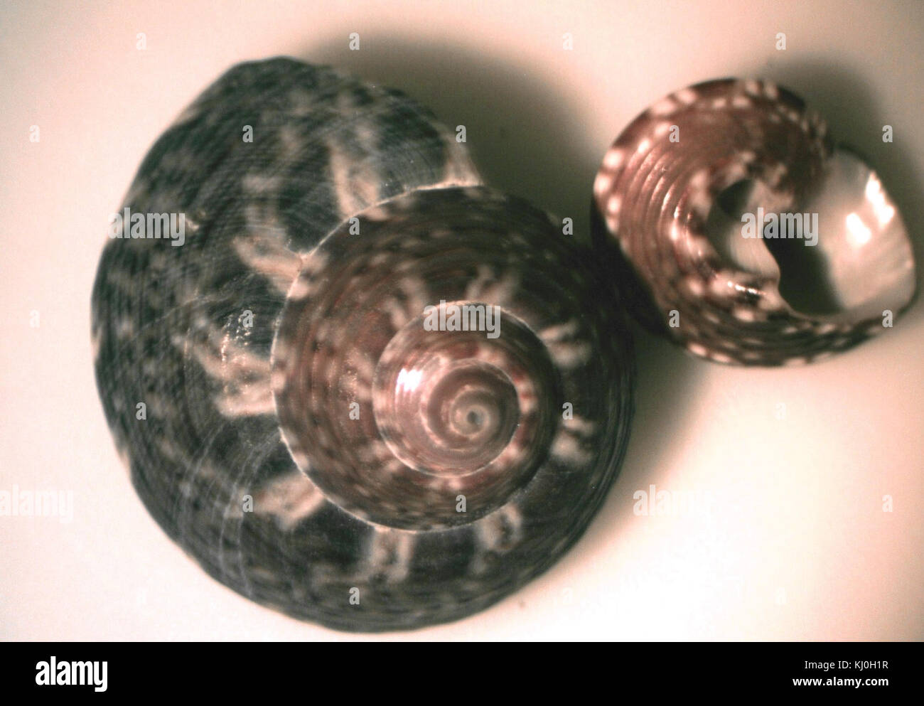 Gibbula umbilicaris 002 Stock Photo - Alamy