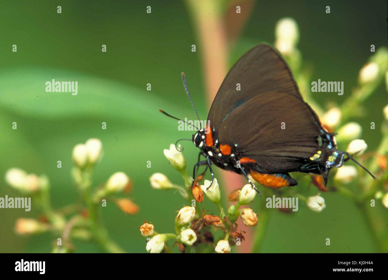 Great purple hairstreak butterfly atlides halesus Stock Photo - Alamy