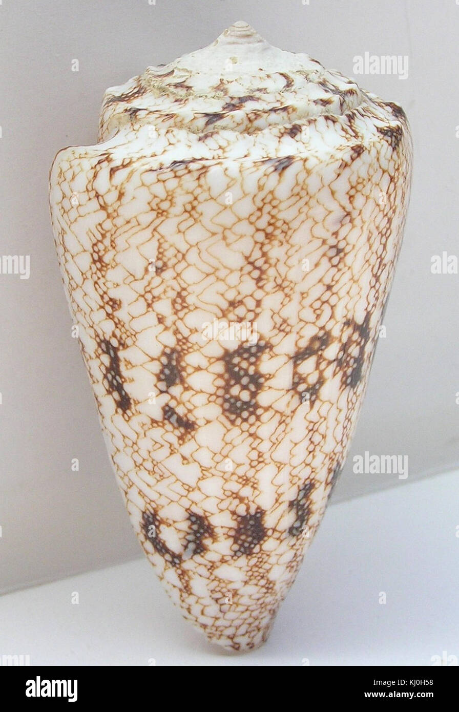 Conus araneosus 001 Stock Photo - Alamy