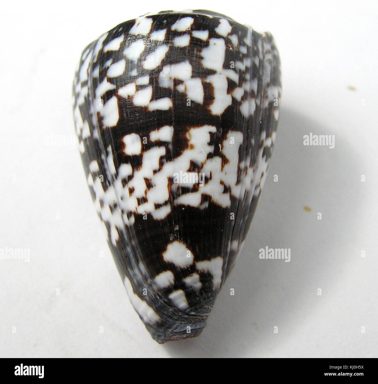 Conus ateralbus 003 Stock Photo - Alamy