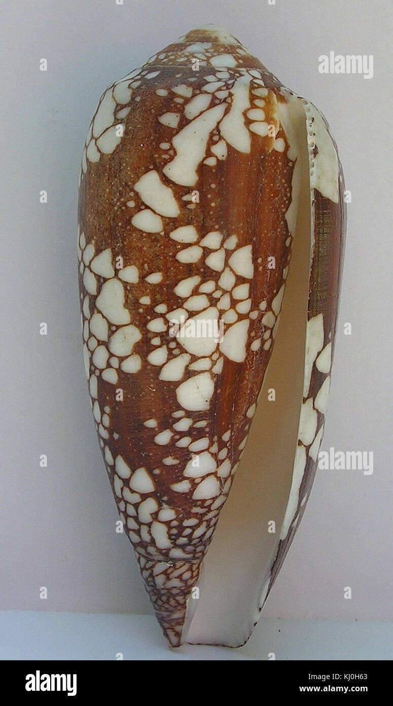 Conus aulicus hi-res stock photography and images - Alamy