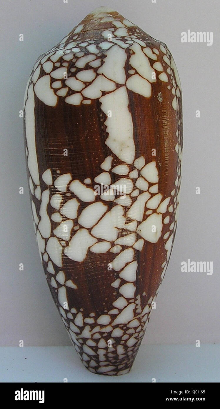 Conus aulicus 003 Stock Photo - Alamy