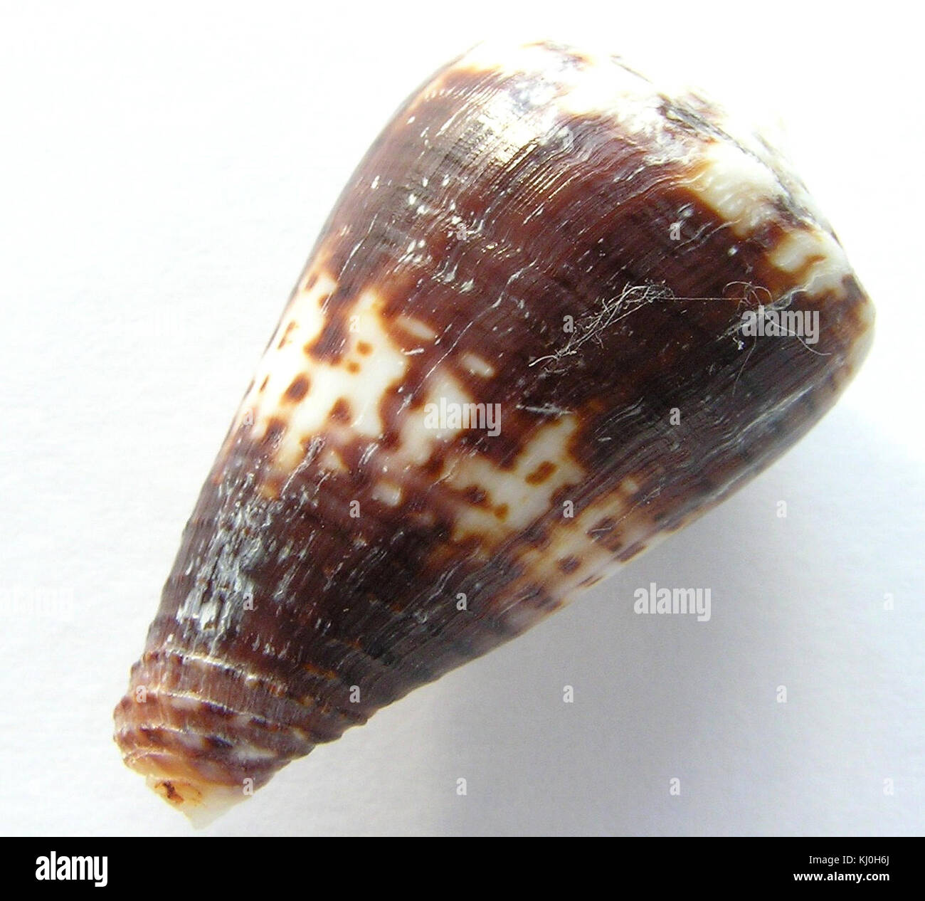 Conus boeticus 003 Stock Photo - Alamy