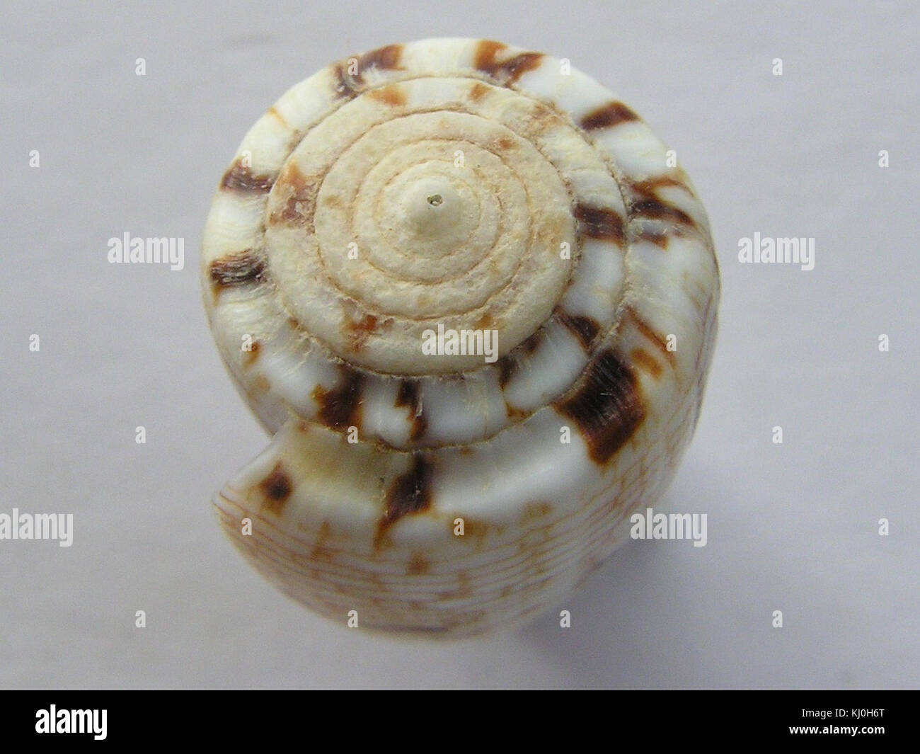 Conus boschi 002 Stock Photo - Alamy