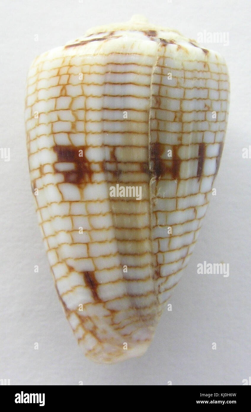 Conus boschi 003 Stock Photo - Alamy