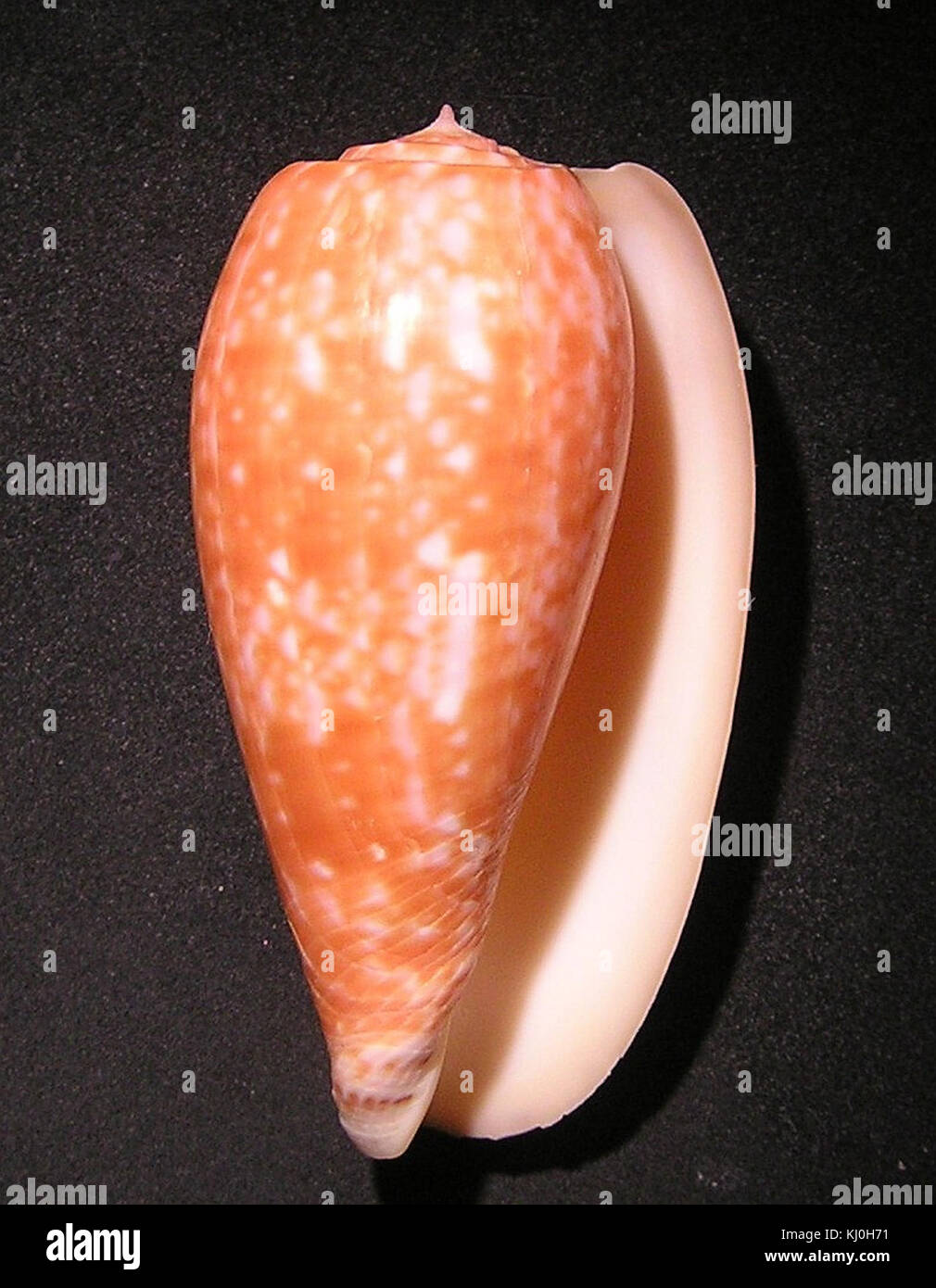 Conus bullatus 002 Stock Photo - Alamy