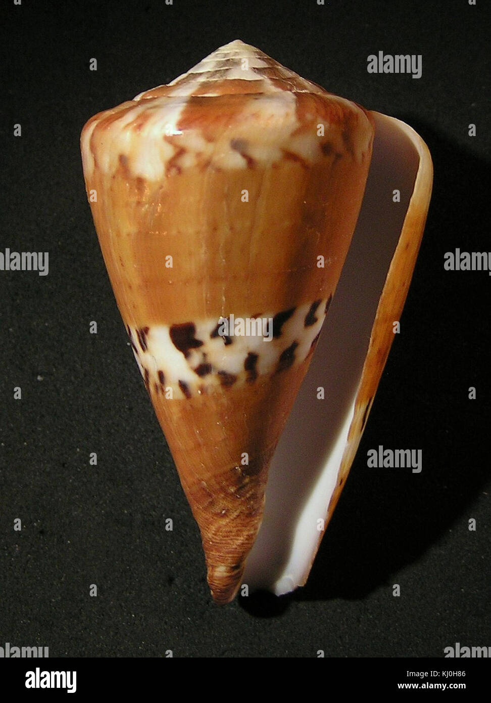 Conus capitaneus hi-res stock photography and images - Alamy