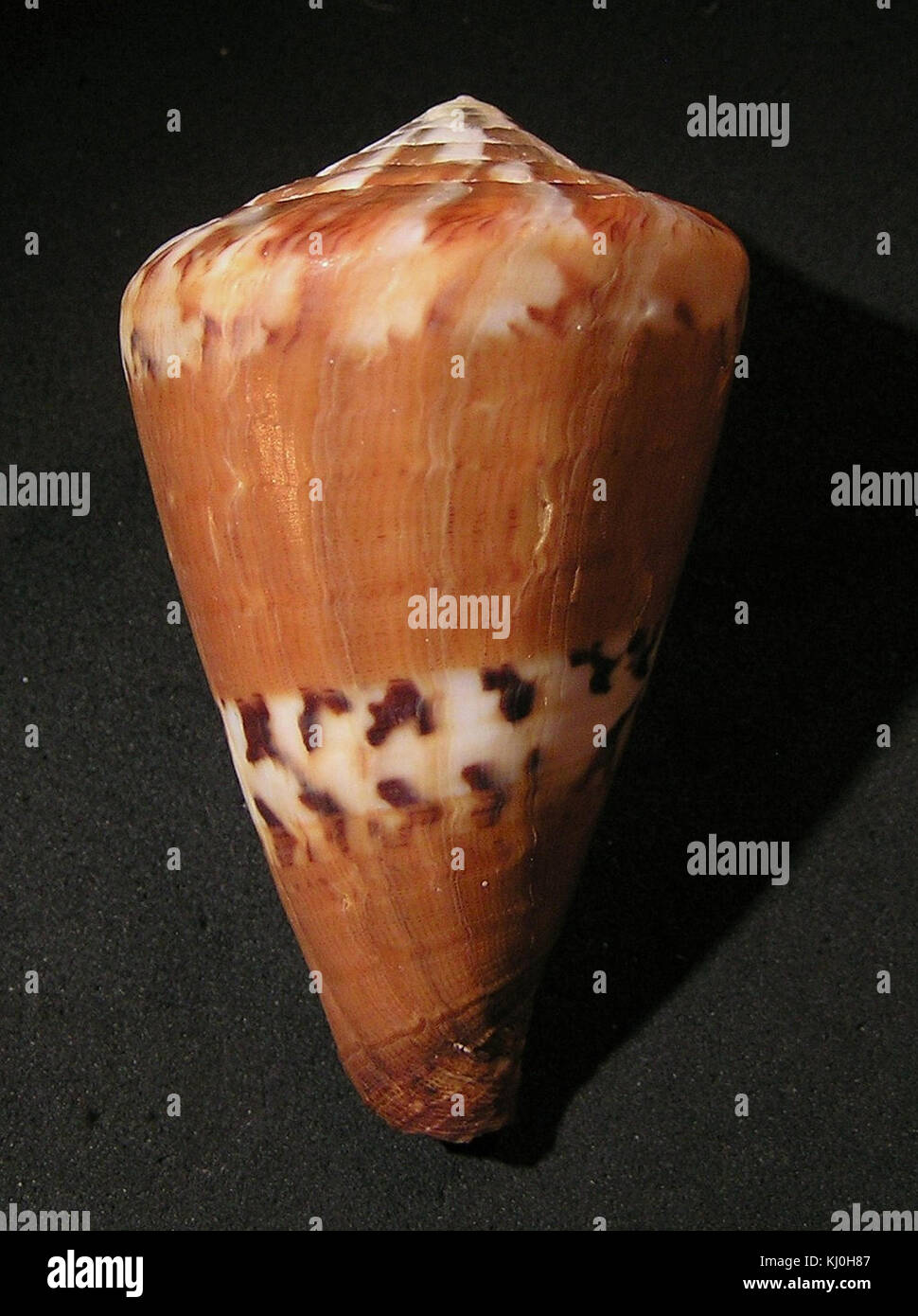 Conus capitaneus 003 Stock Photo - Alamy
