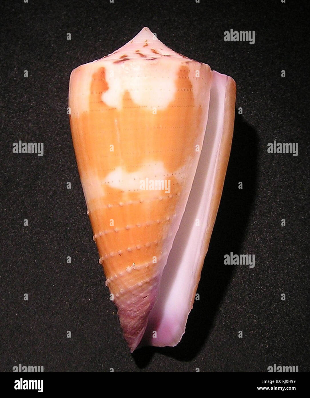 Conus circumactus 001 Stock Photo - Alamy