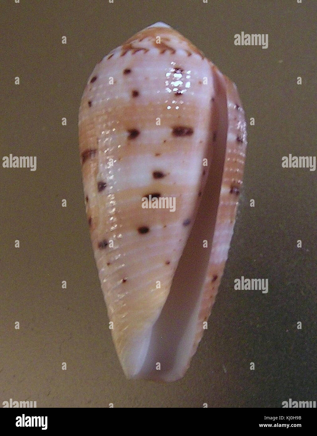 Conus circumcisus 004 Stock Photo - Alamy