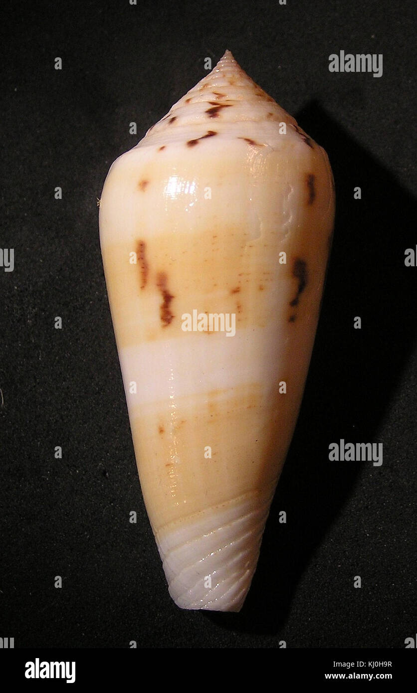 Conus consors daullei 002 Stock Photo - Alamy