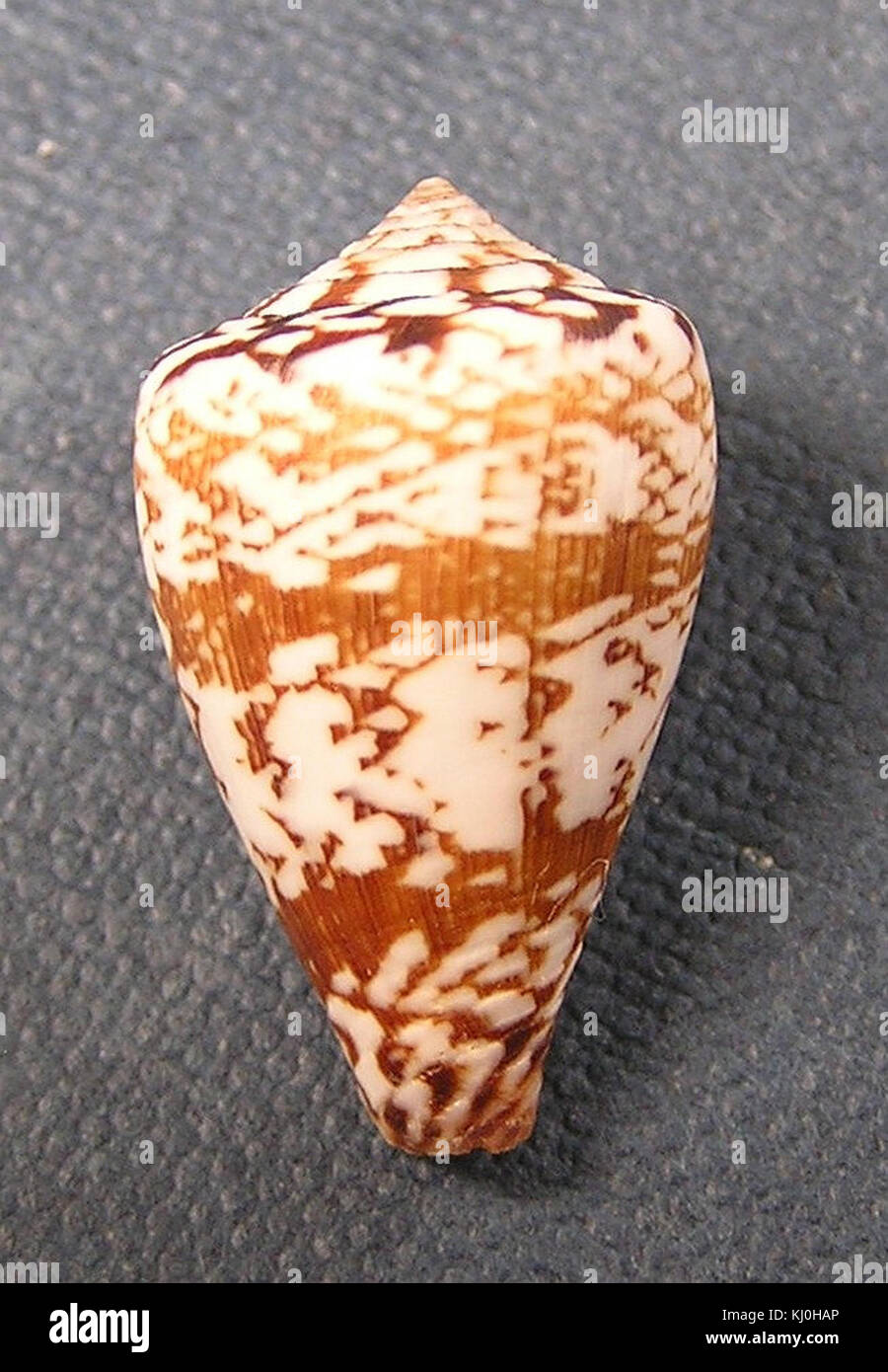 Conidae hi-res stock photography and images - Alamy