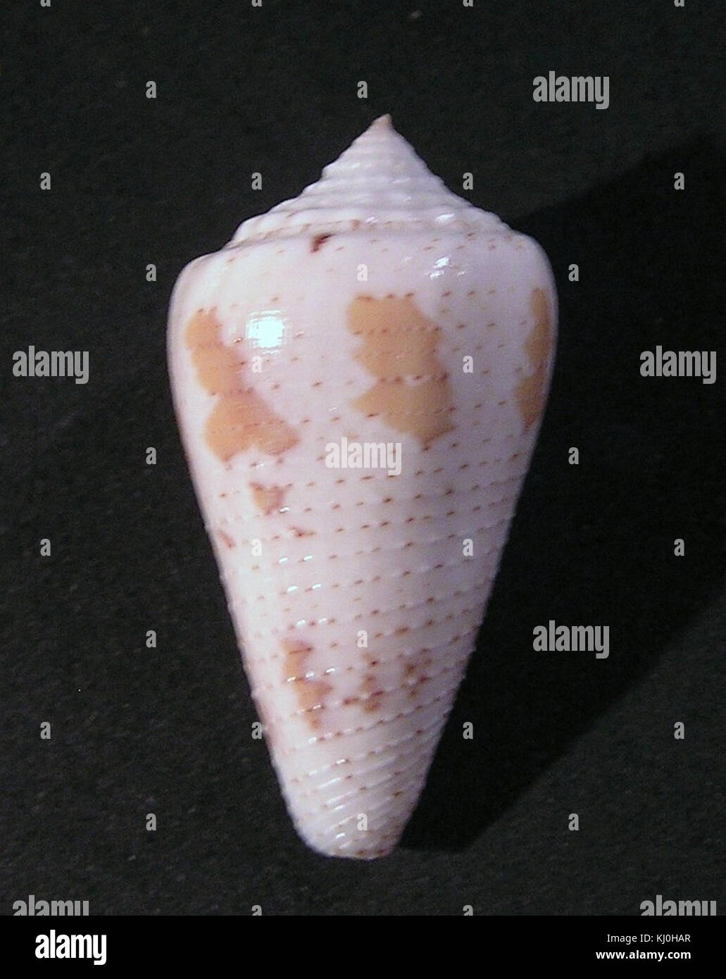 This illustration depicts the marine species Conus cedonulli, focusing ...