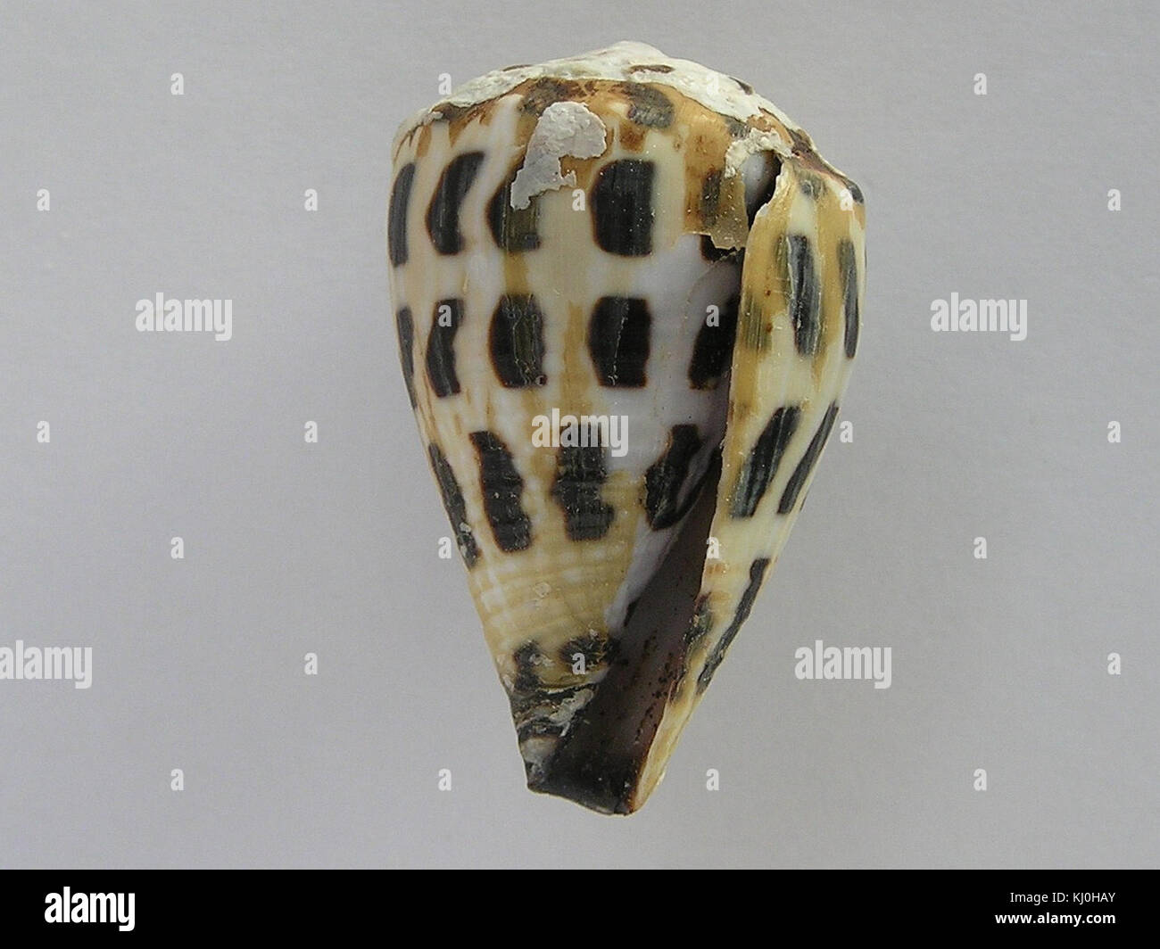 Conus ebraeus 003 Stock Photo - Alamy