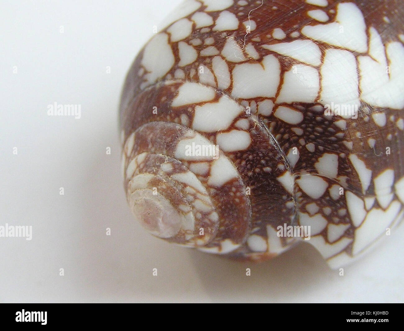 Conus pennaceus 001 Stock Photo - Alamy