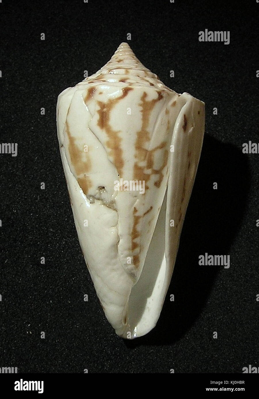 Conus eximius 002 Stock Photo - Alamy