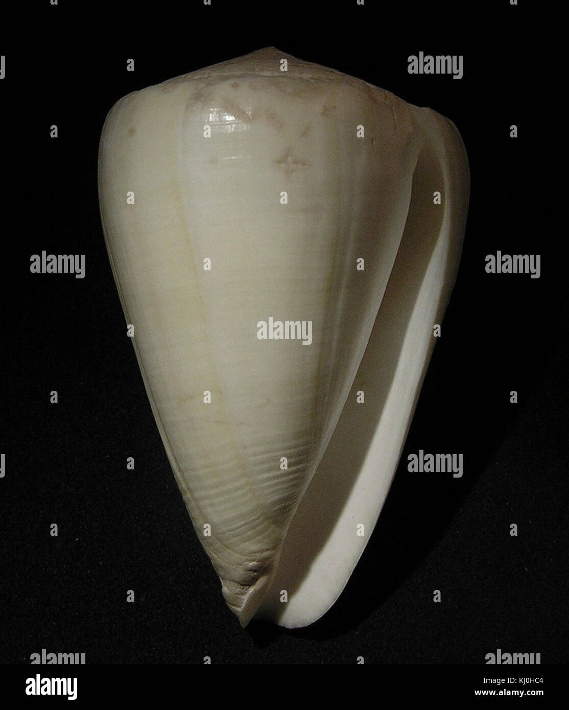 Conus fergusoni 002 Stock Photo - Alamy