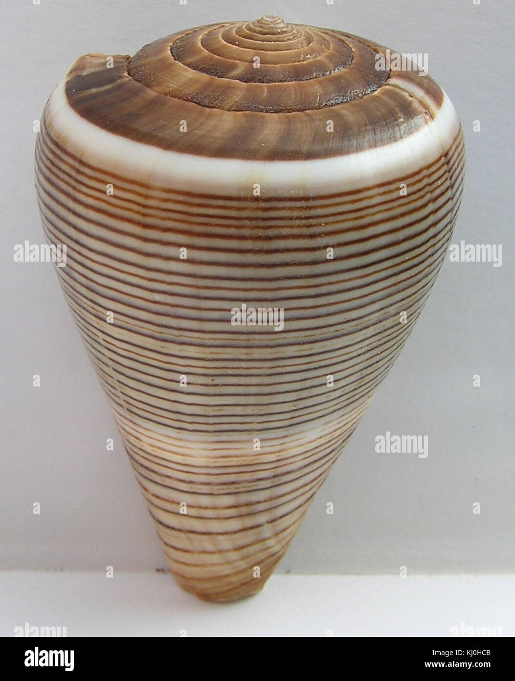 Conus figulinus 002 Stock Photo - Alamy