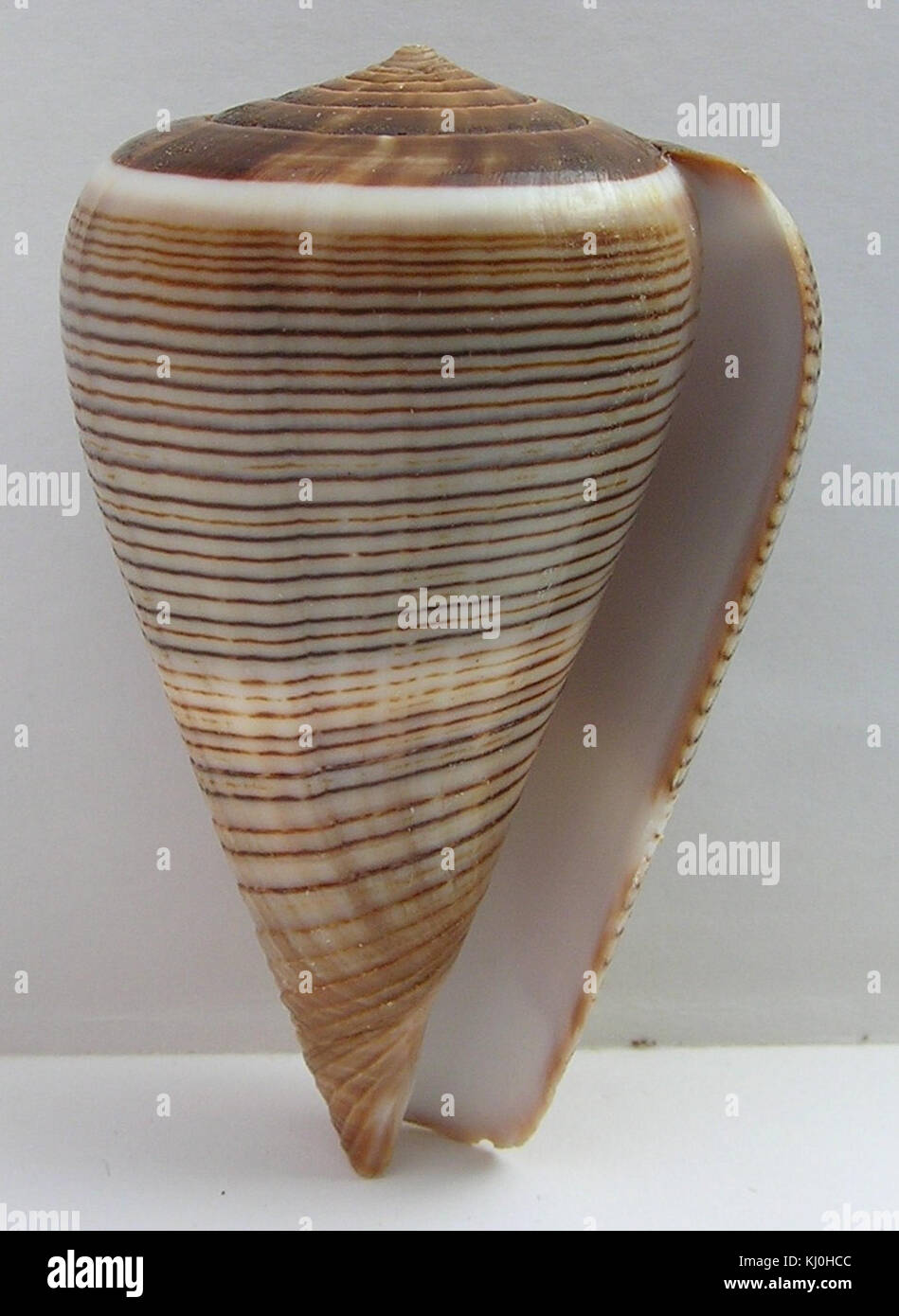 This image shows a close-up of a Conus figulinus shell, a species of ...