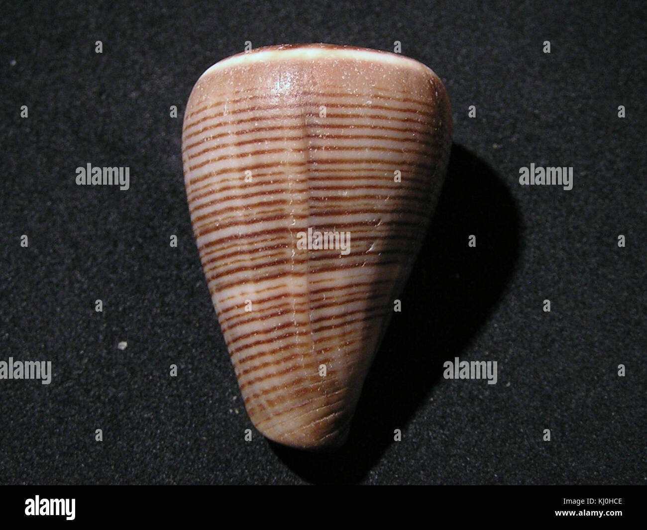 Conus figulinus 004 Stock Photo - Alamy