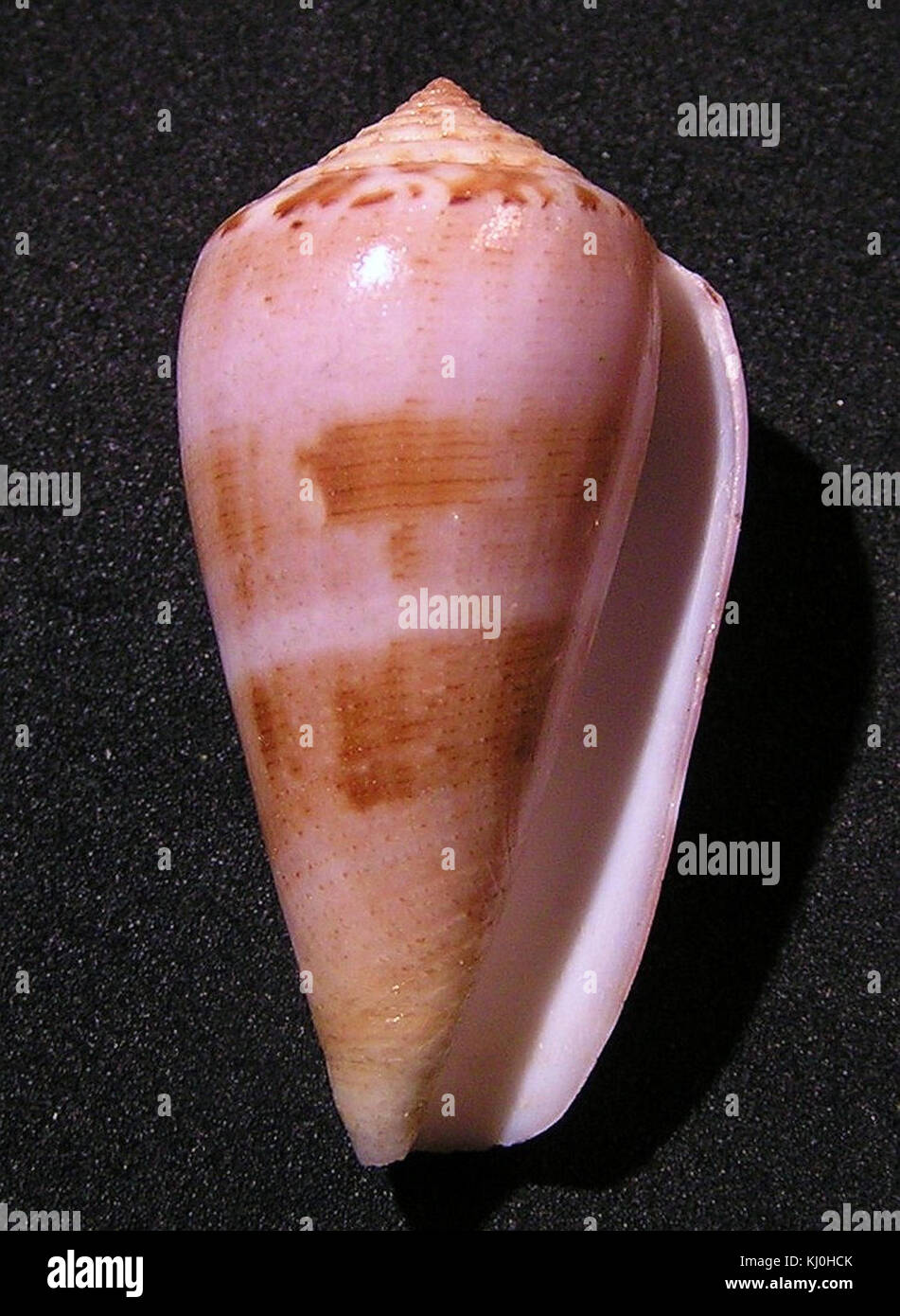 Fulmen hi-res stock photography and images - Alamy