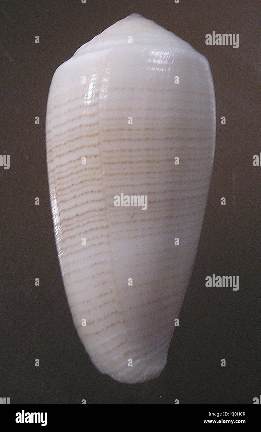 Conus magus hi-res stock photography and images - Alamy