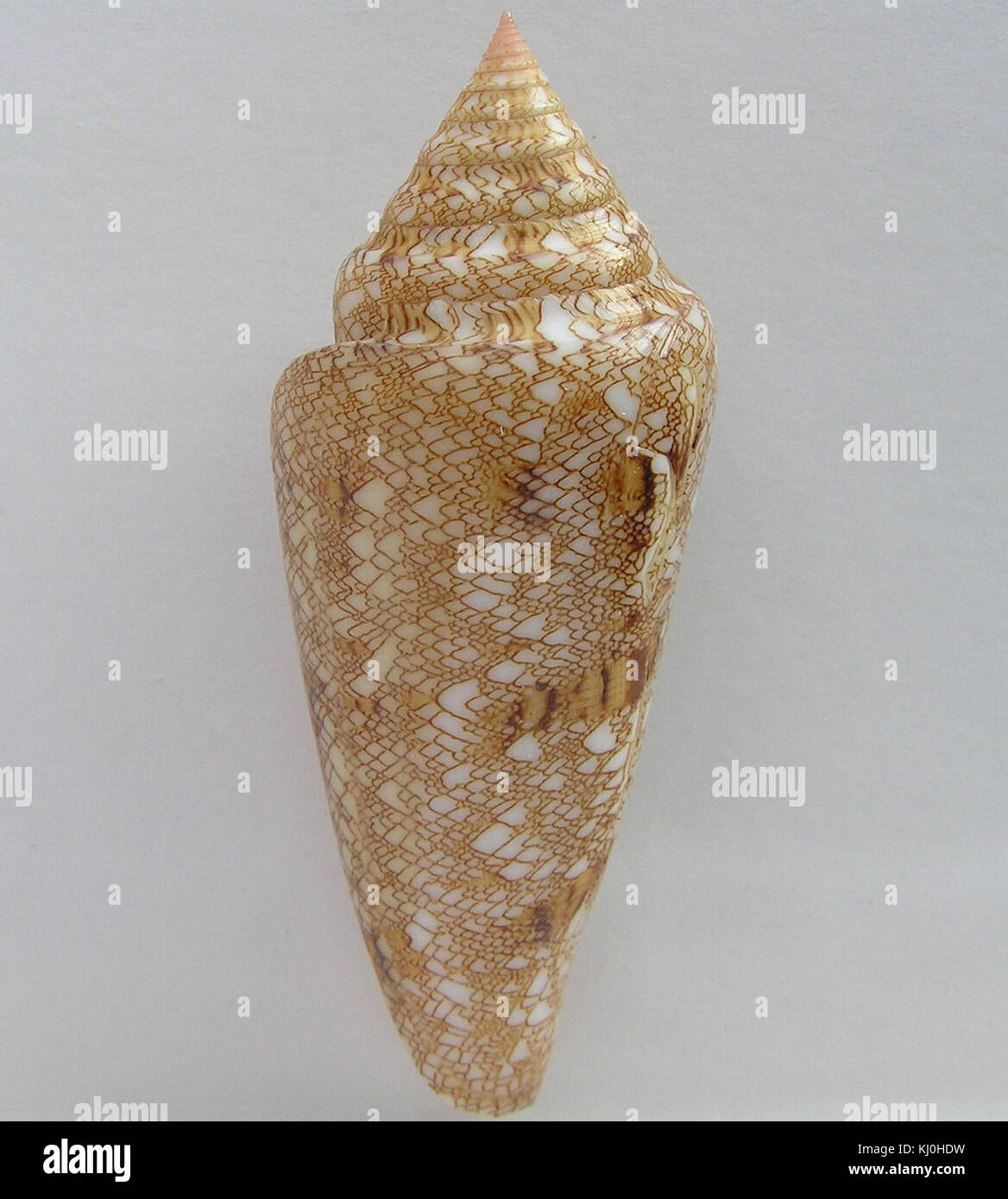 Conus gloriamaris 002 Stock Photo - Alamy