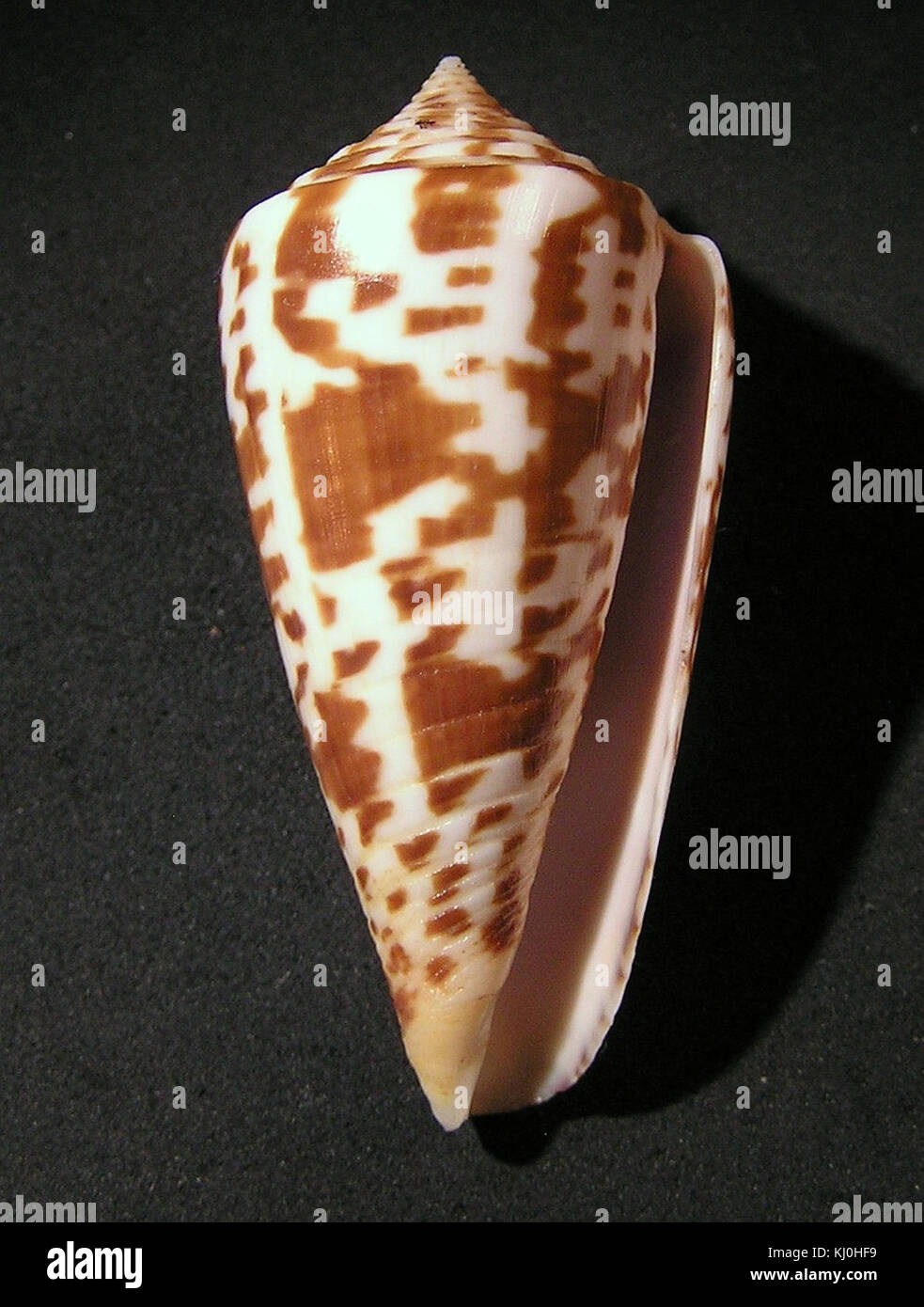 Conus inscriptus 001 Stock Photo - Alamy