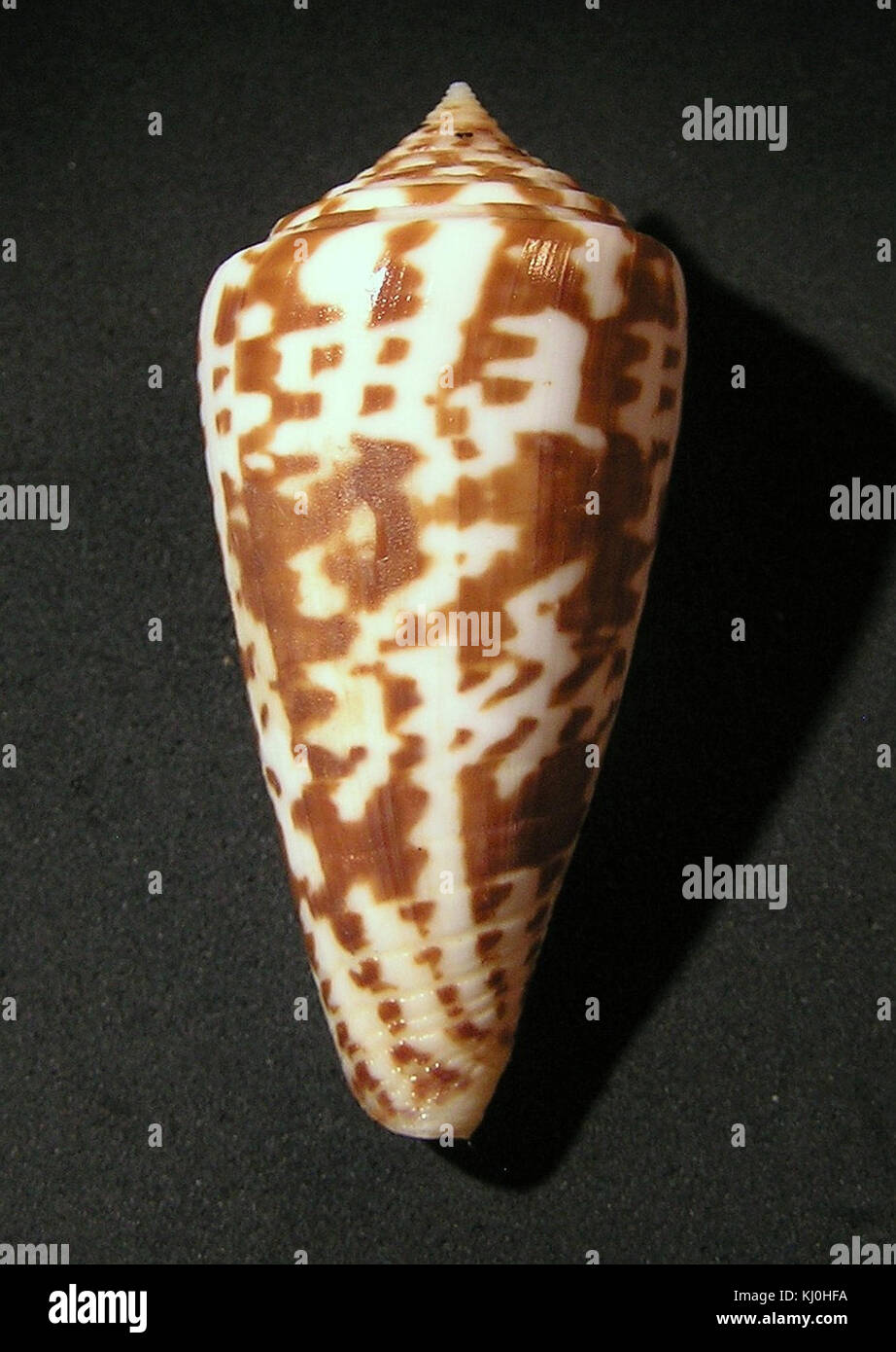 Snail species hi-res stock photography and images - Alamy