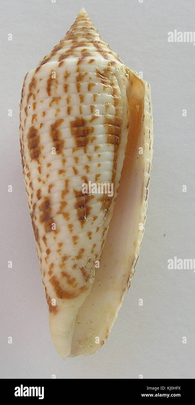 Conus laterculatus 001 Stock Photo - Alamy