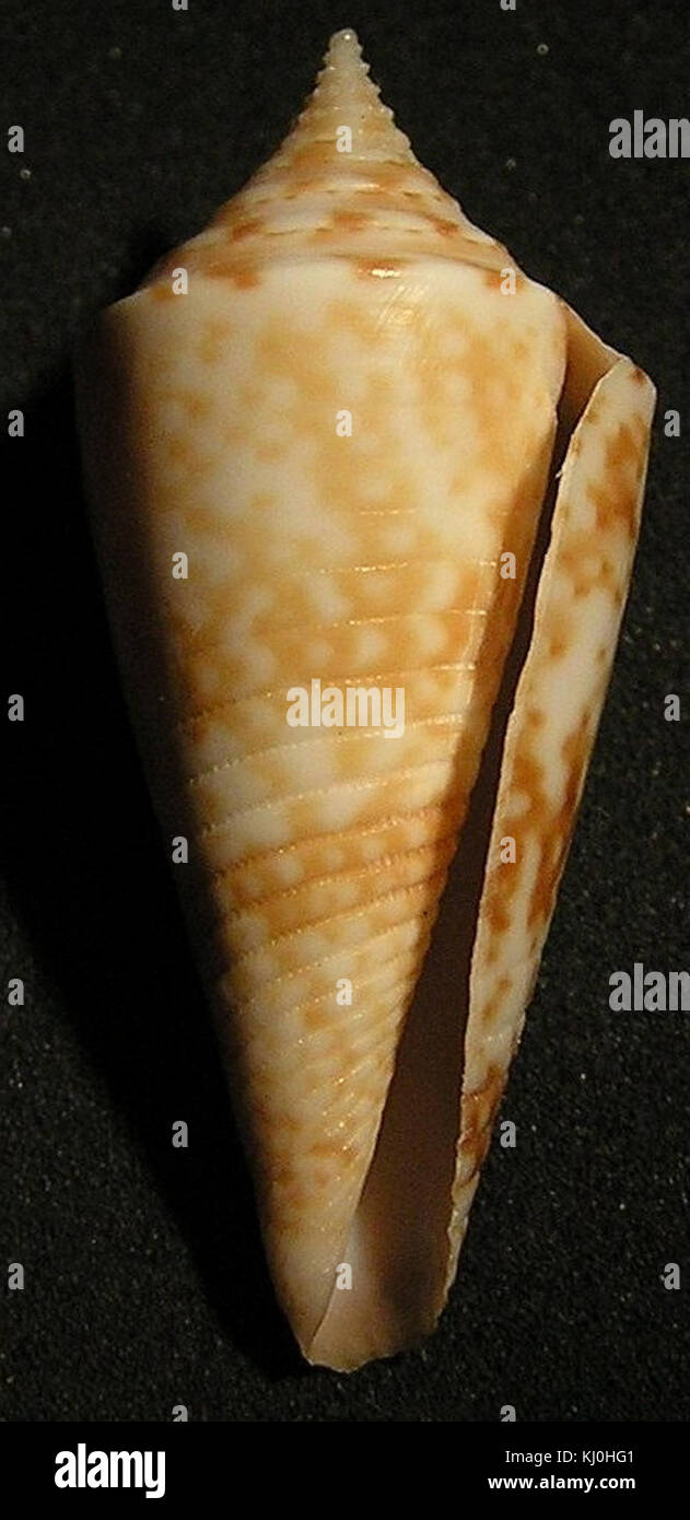 Cone snail hunting hi-res stock photography and images - Alamy