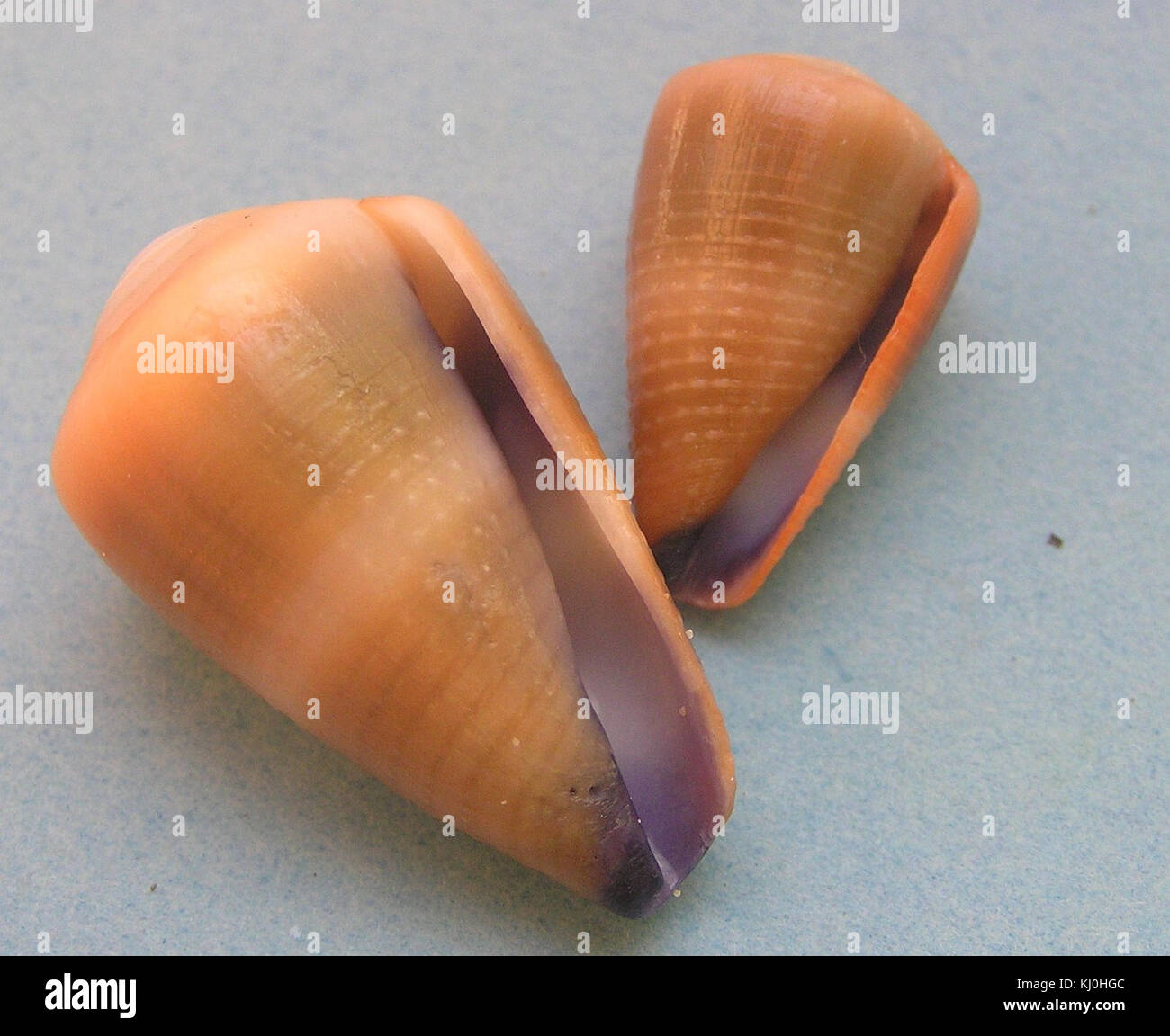 Conus lividus 001 Stock Photo - Alamy