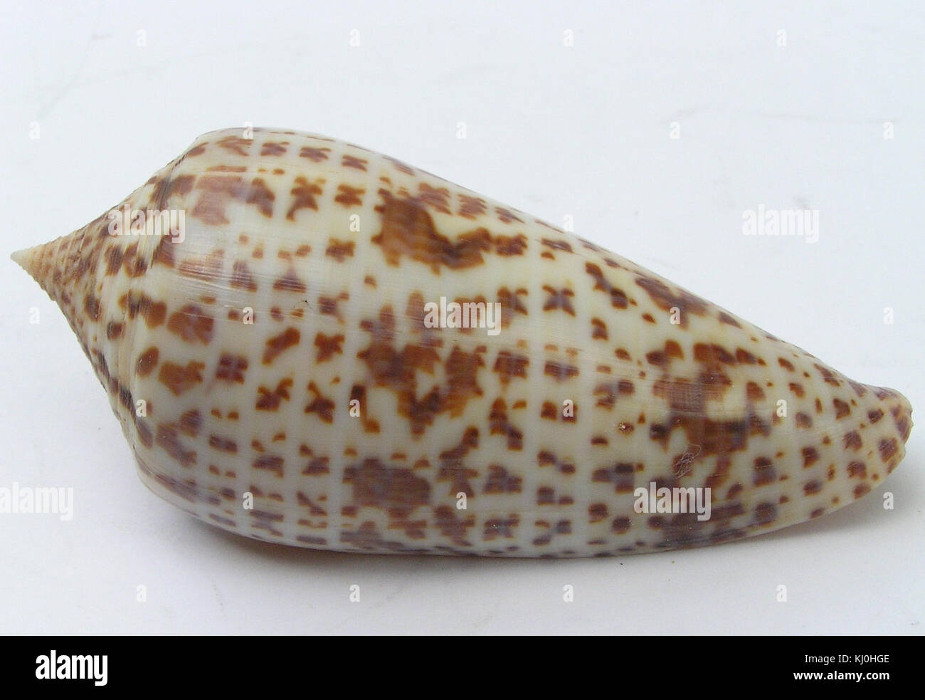Conus lynceus 001 Stock Photo - Alamy